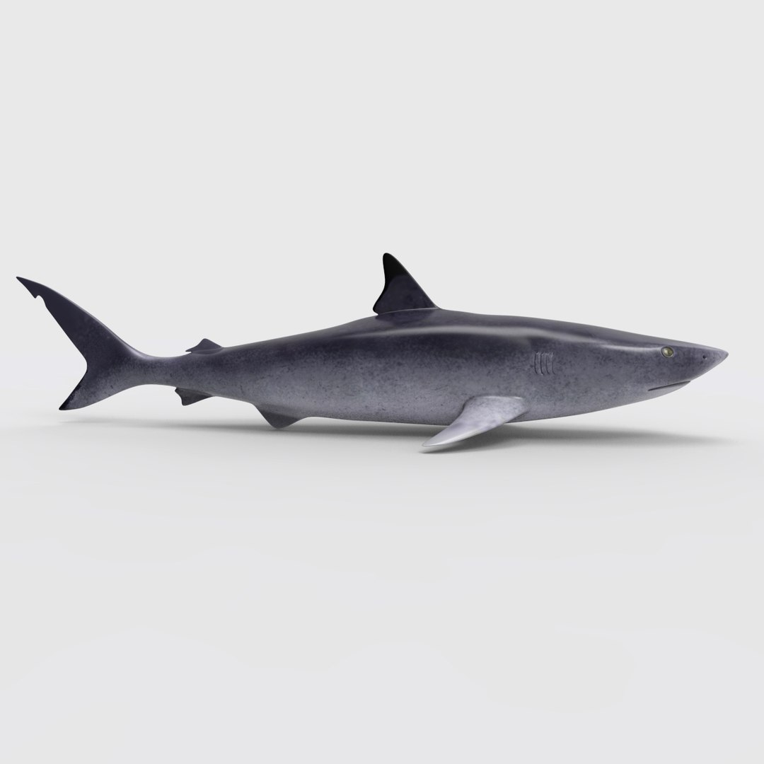 3d Shark Real