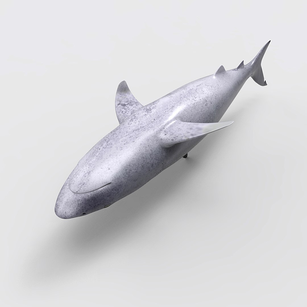 3d Shark Real