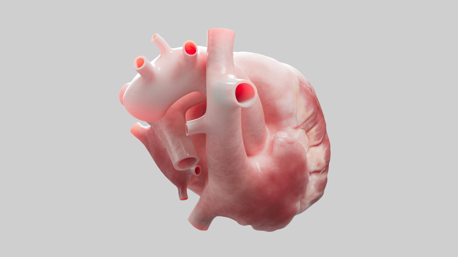 Human Heart Model - TurboSquid 2185931