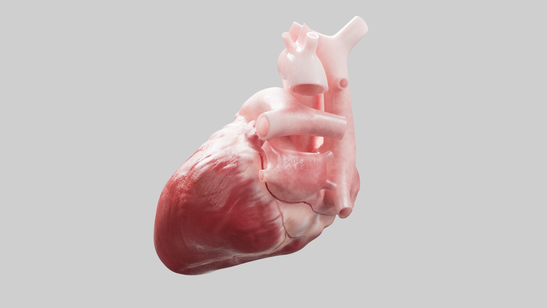 Human Heart Model - TurboSquid 2185931