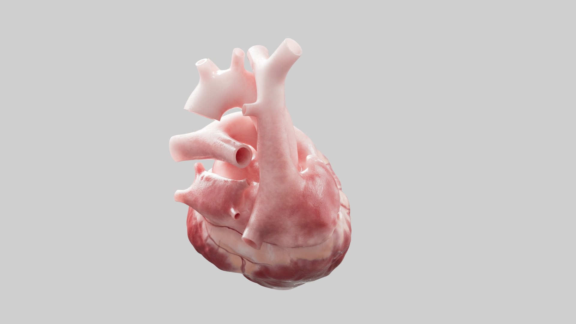 Human Heart Model - TurboSquid 2185931