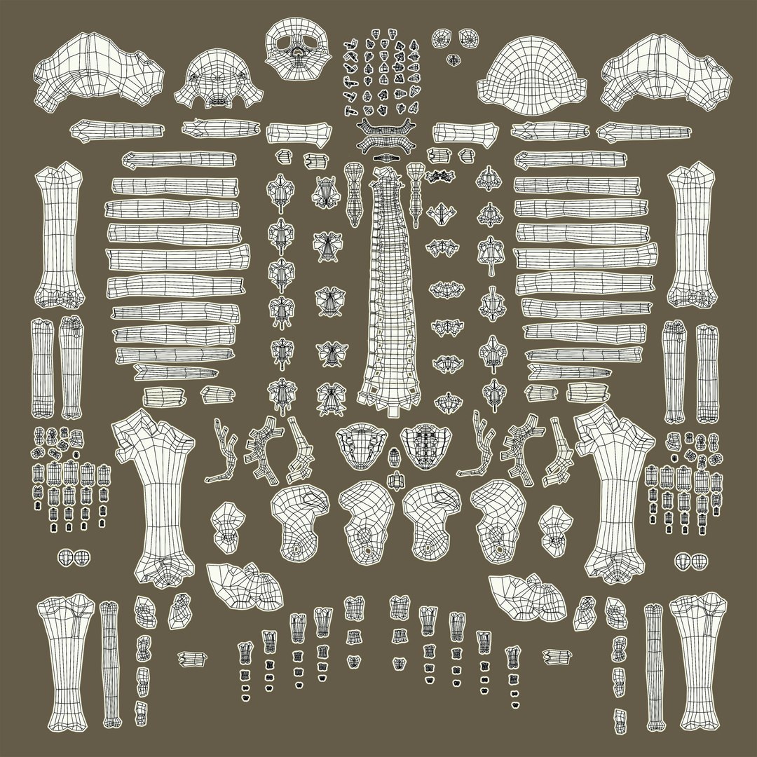 Human skeleton model - TurboSquid 1559493