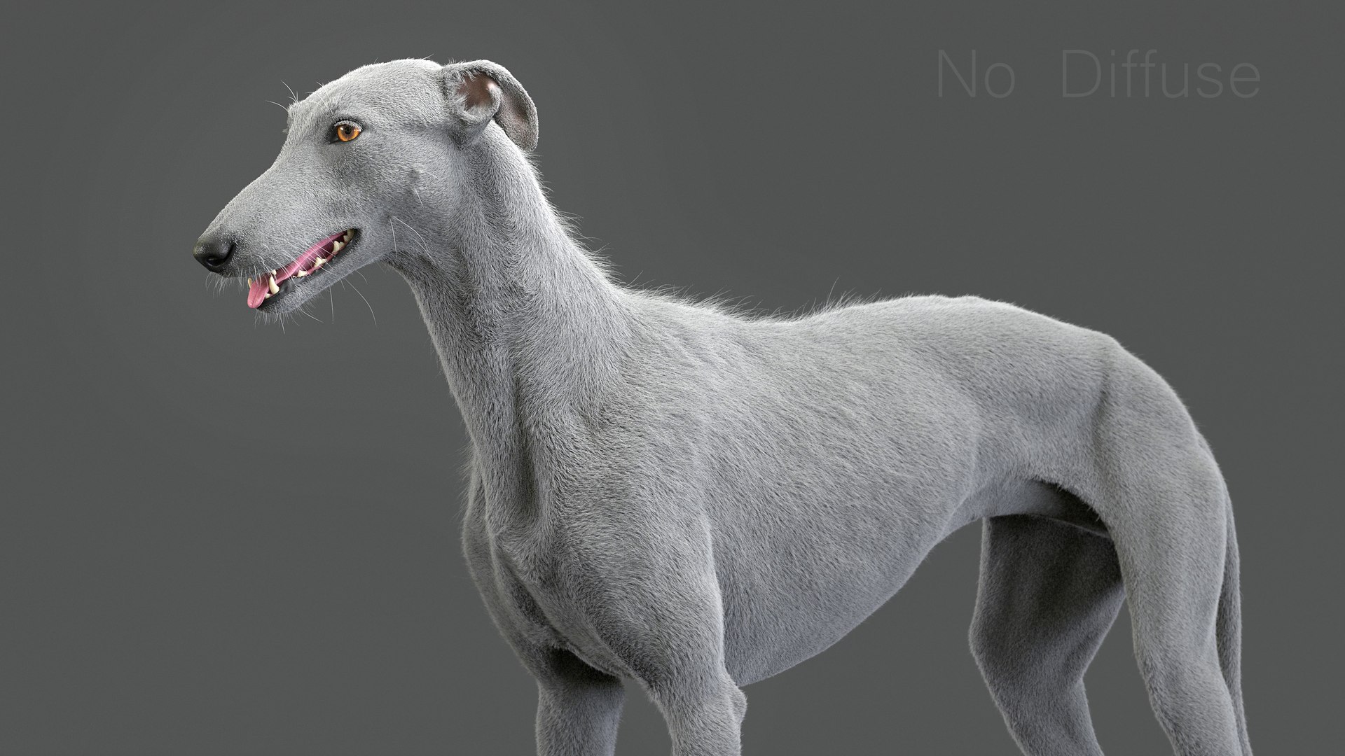3D Realistic Greyhound Fur Rig - TurboSquid 1547030