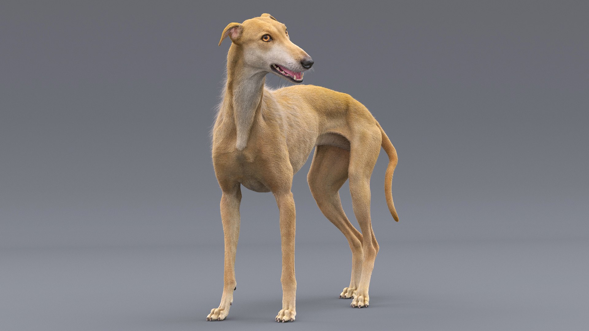 3D realistic greyhound fur rig - TurboSquid 1547030