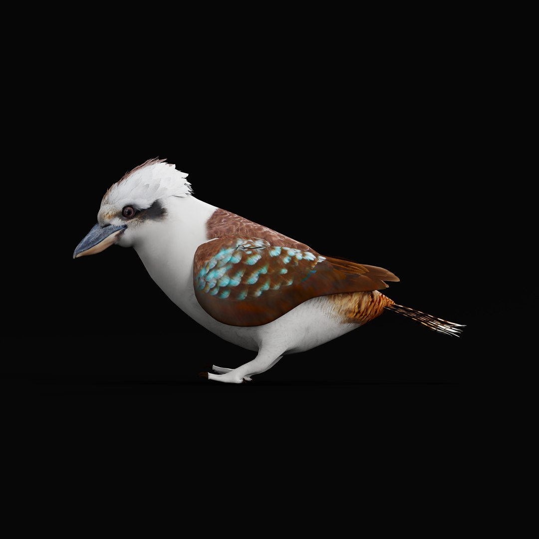 3D Kookaburras Bird Model - TurboSquid 2353108