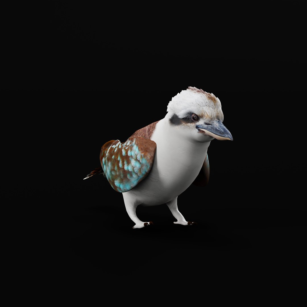 3D Kookaburras Bird Model - TurboSquid 2353108