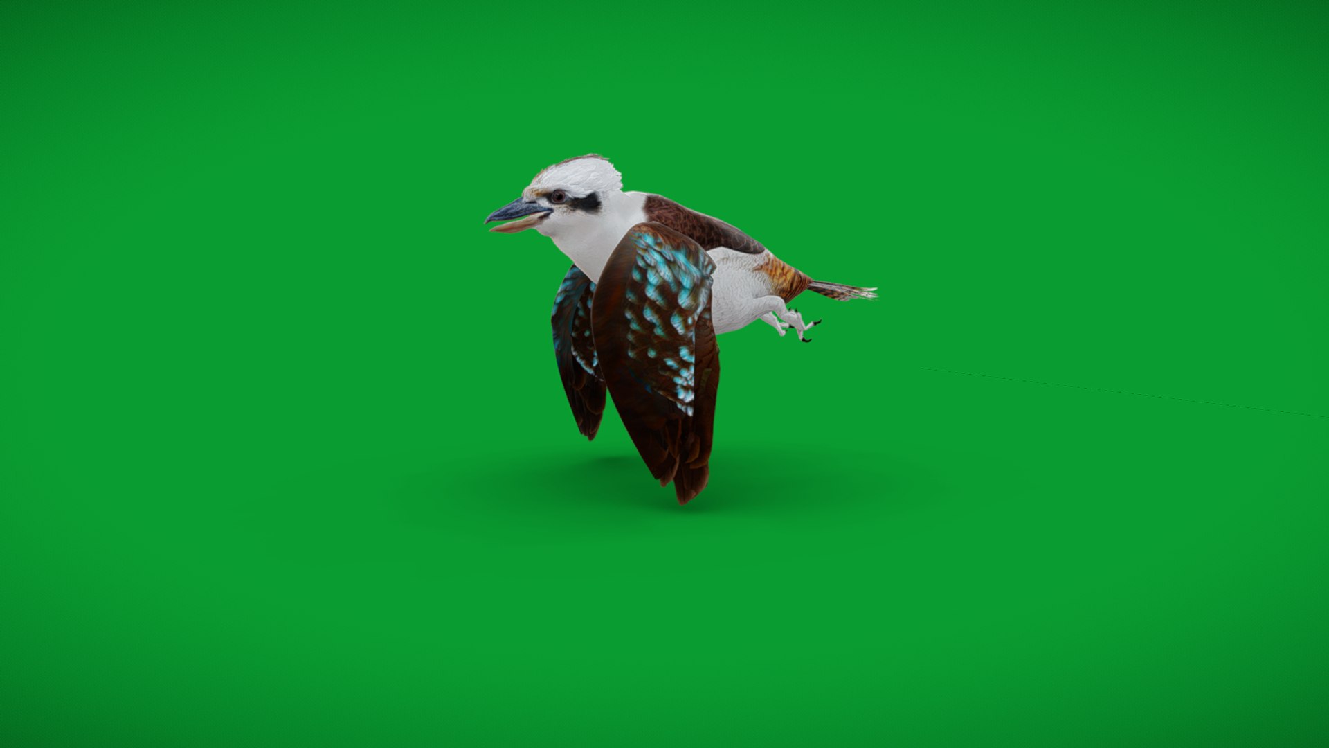 3D Kookaburras Bird Model - TurboSquid 2353108