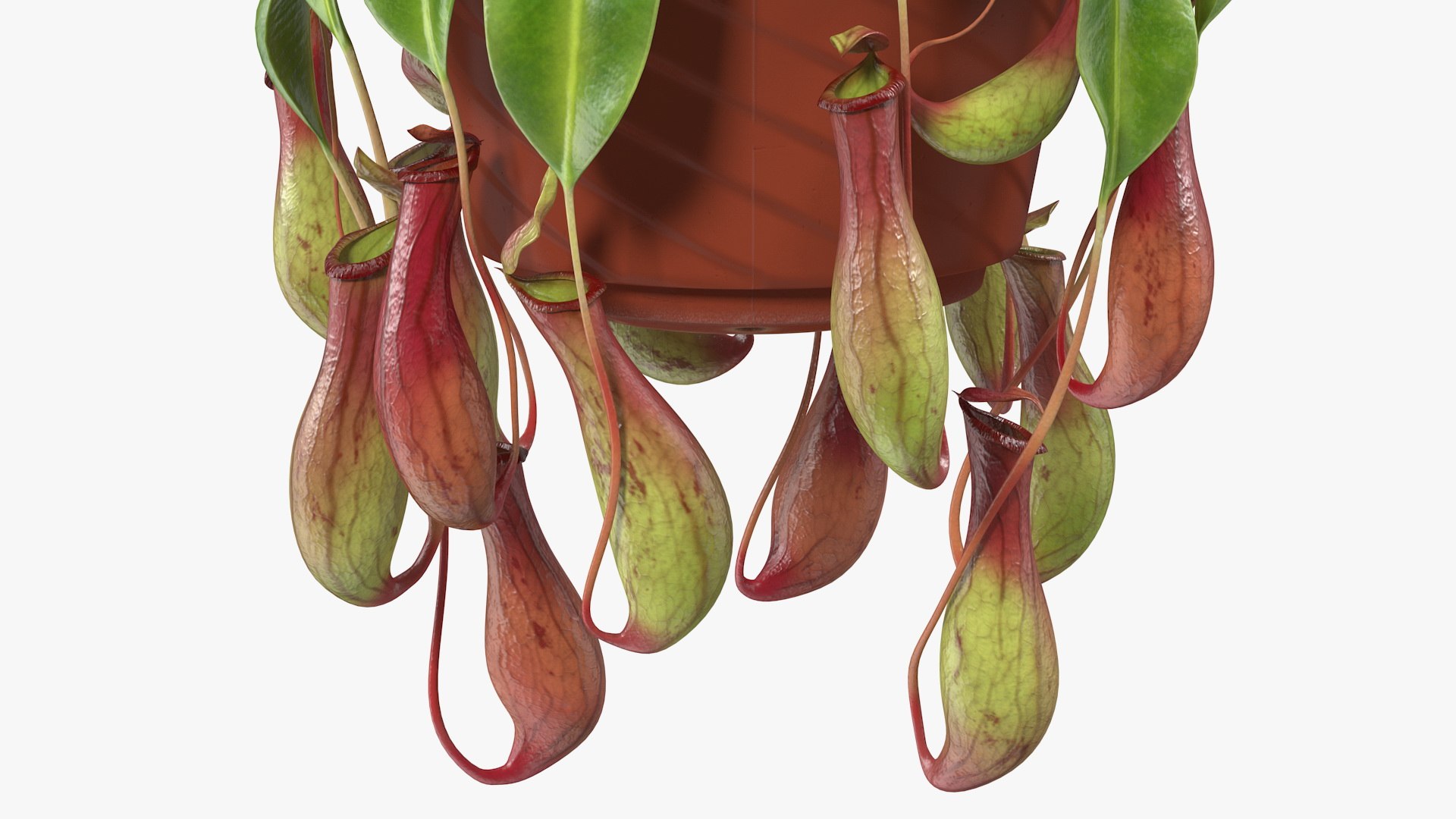 3D model tropical pitcher plant pot - TurboSquid 1625223