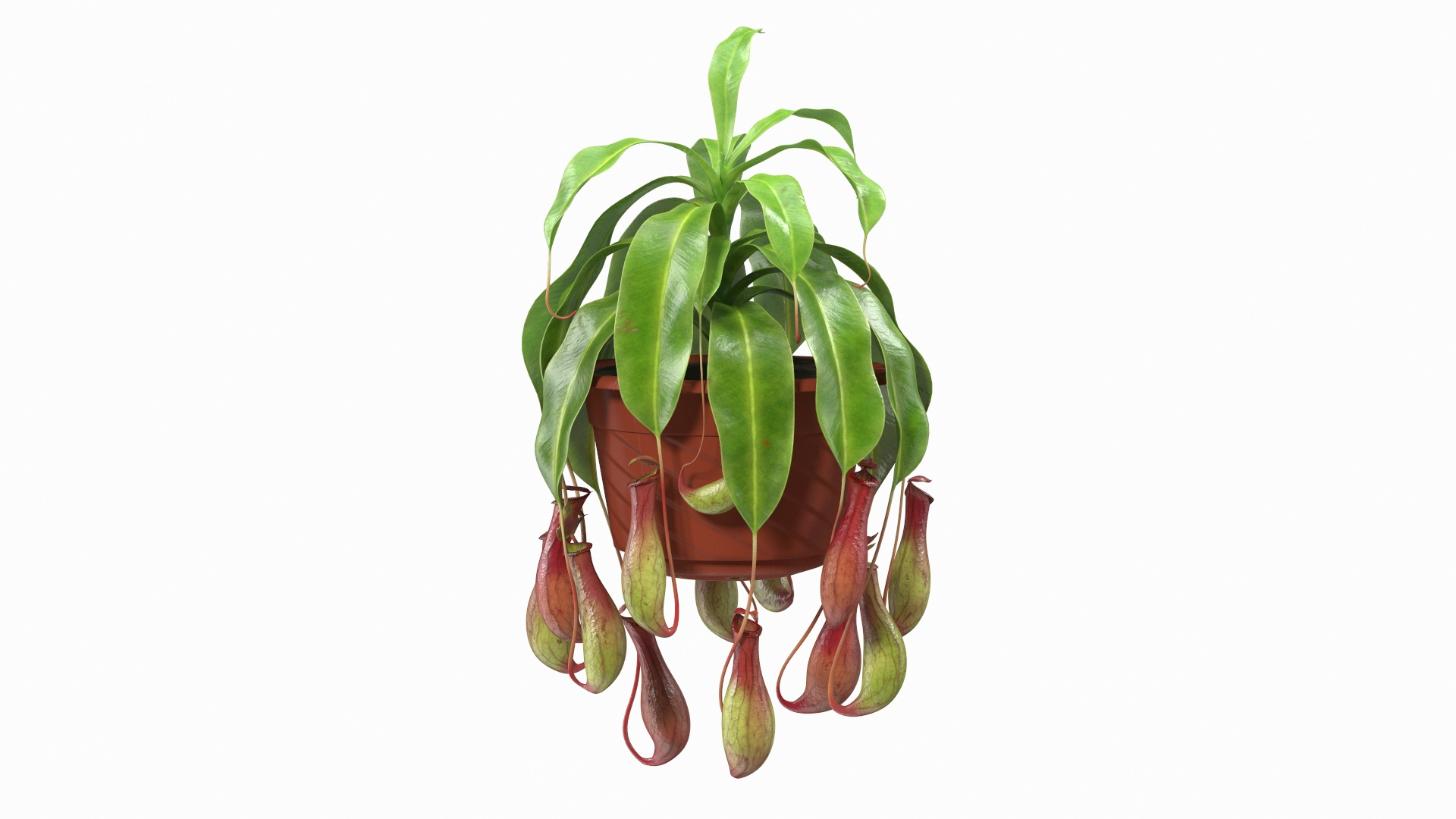 3D Model Tropical Pitcher Plant Pot - TurboSquid 1625223