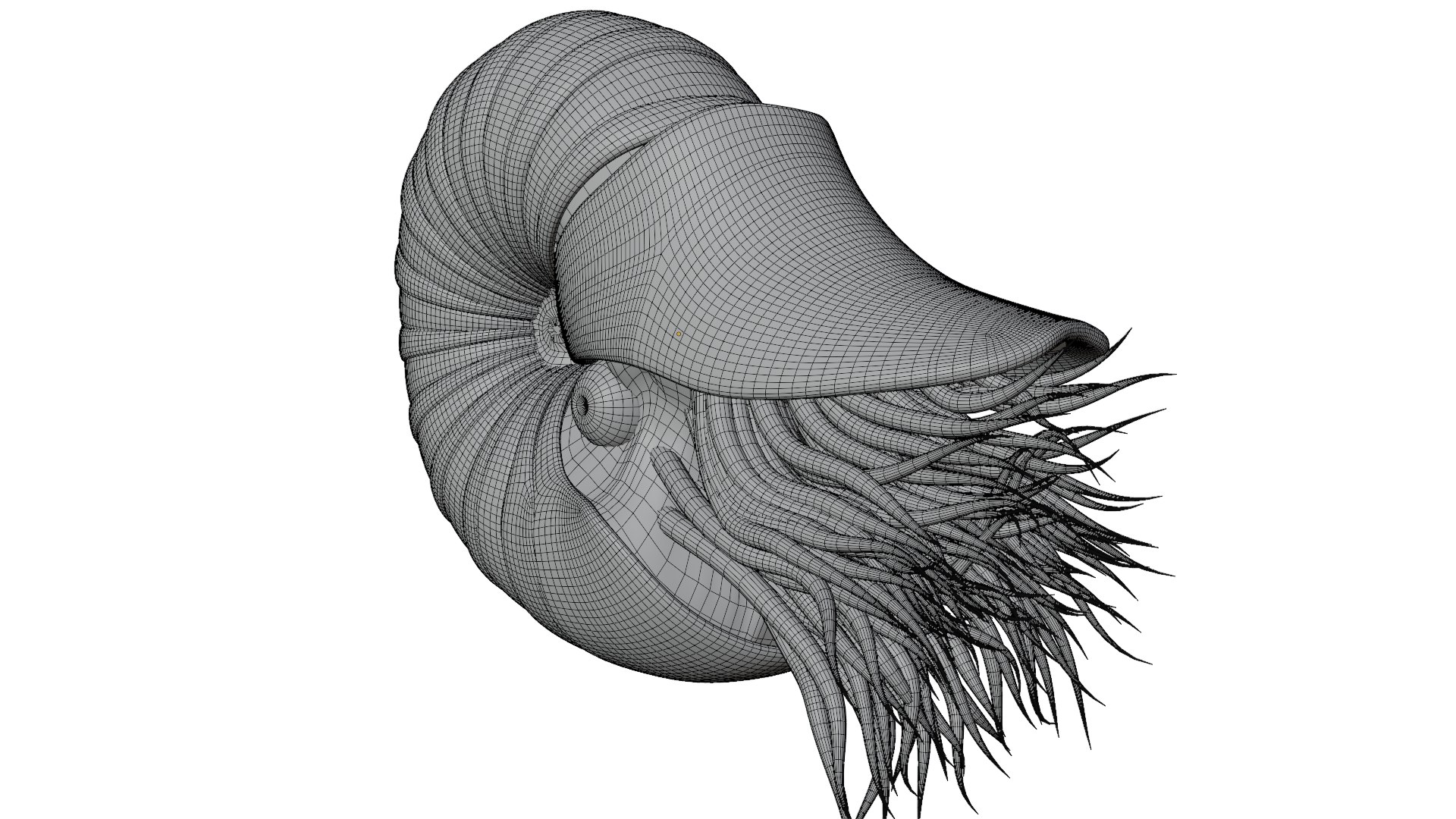 3D Nautilus - TurboSquid 2224288