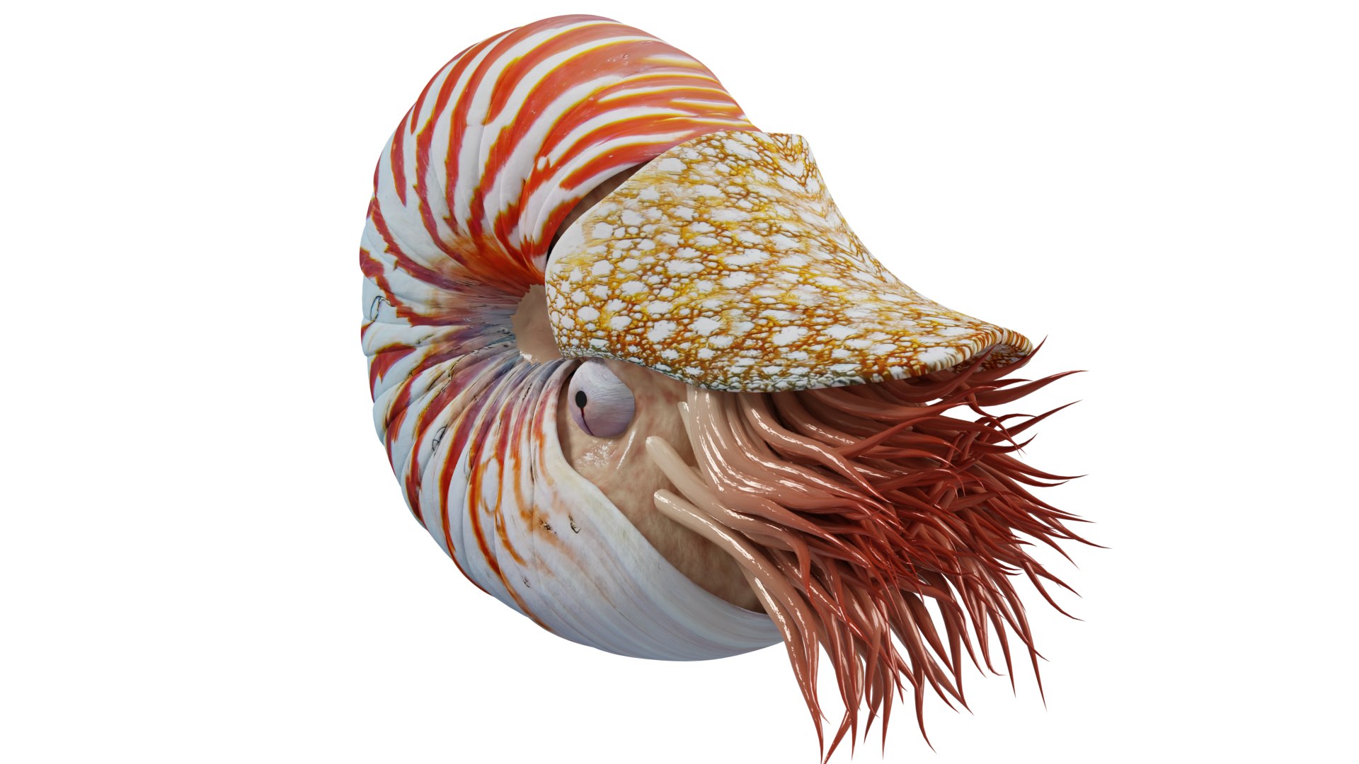 3D Nautilus - TurboSquid 2224288
