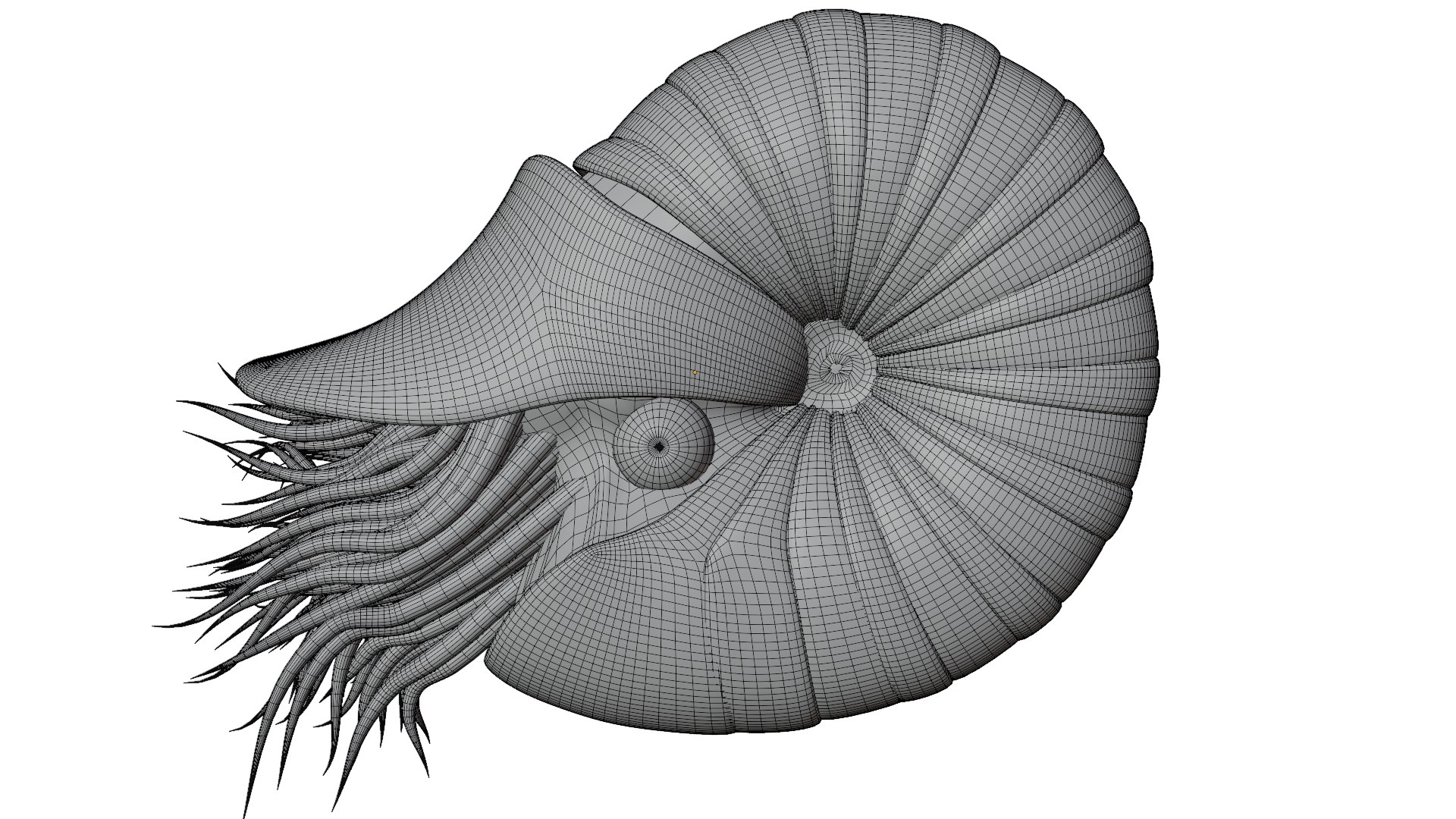 3D Nautilus - TurboSquid 2224288