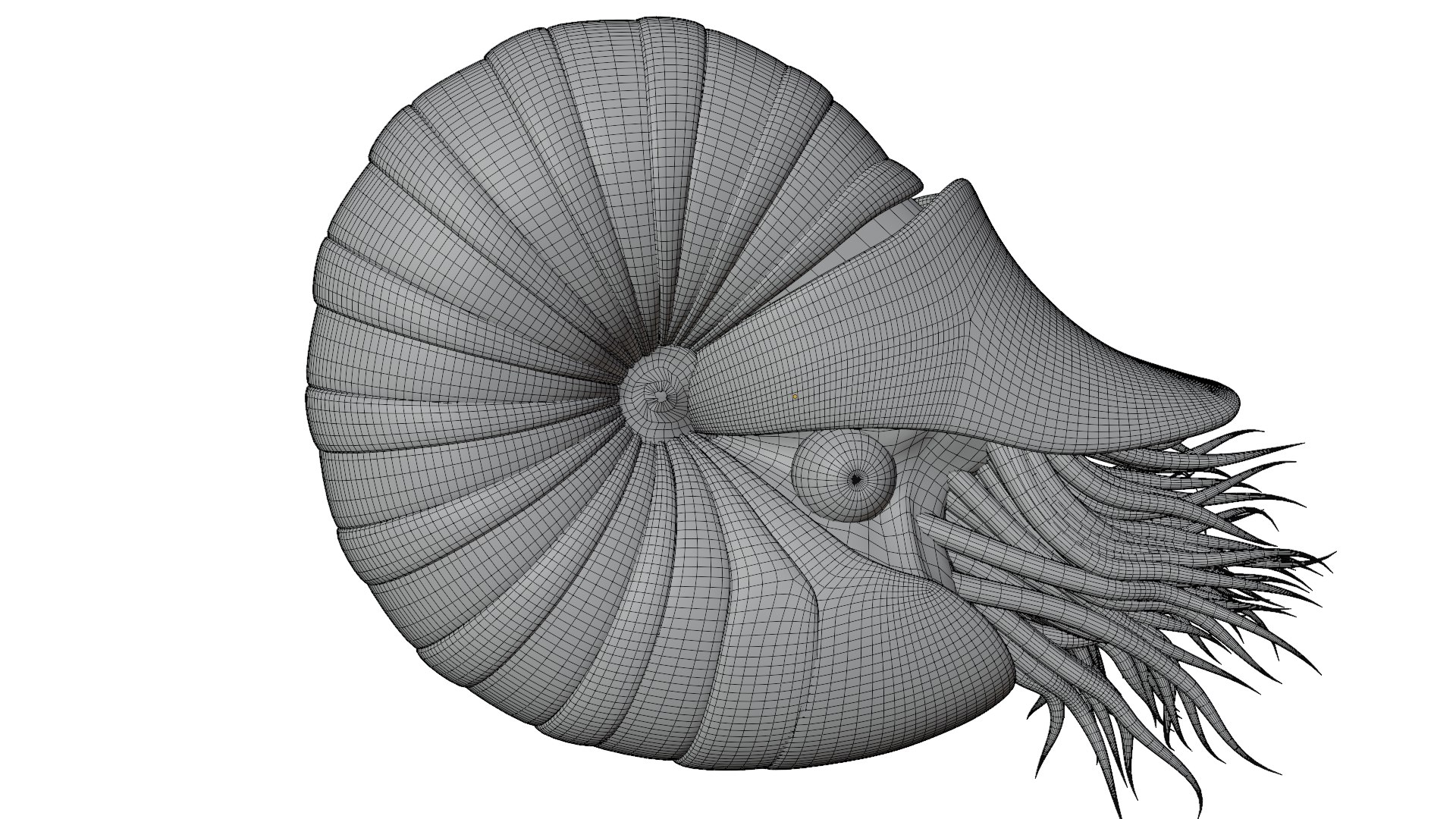 3D Nautilus - TurboSquid 2224288