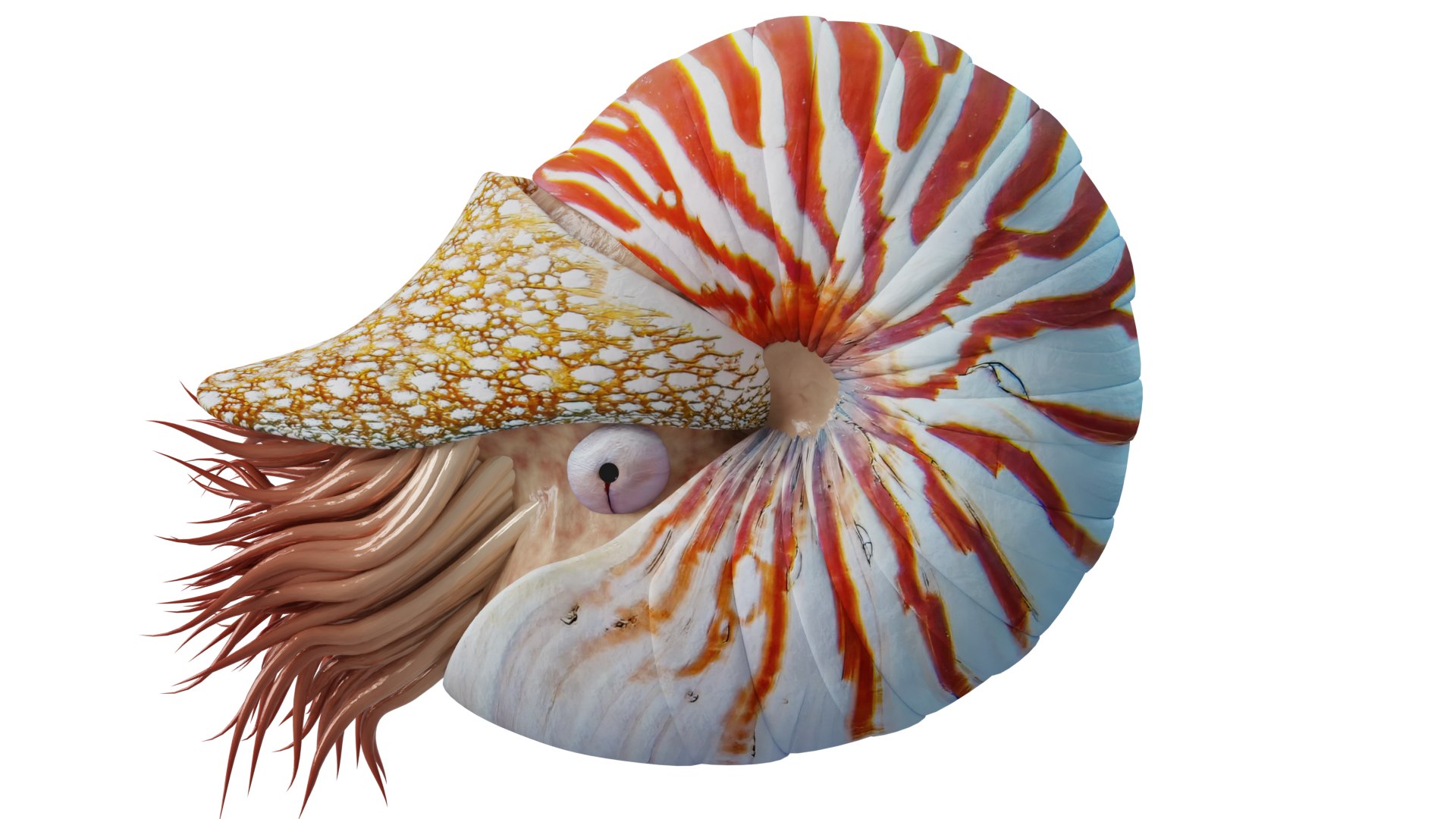 3D Nautilus - TurboSquid 2224288