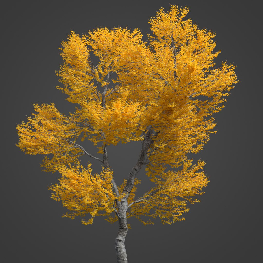 2021 PBR Black Poplar Collection - Populus Nigra 3D Model - TurboSquid ...