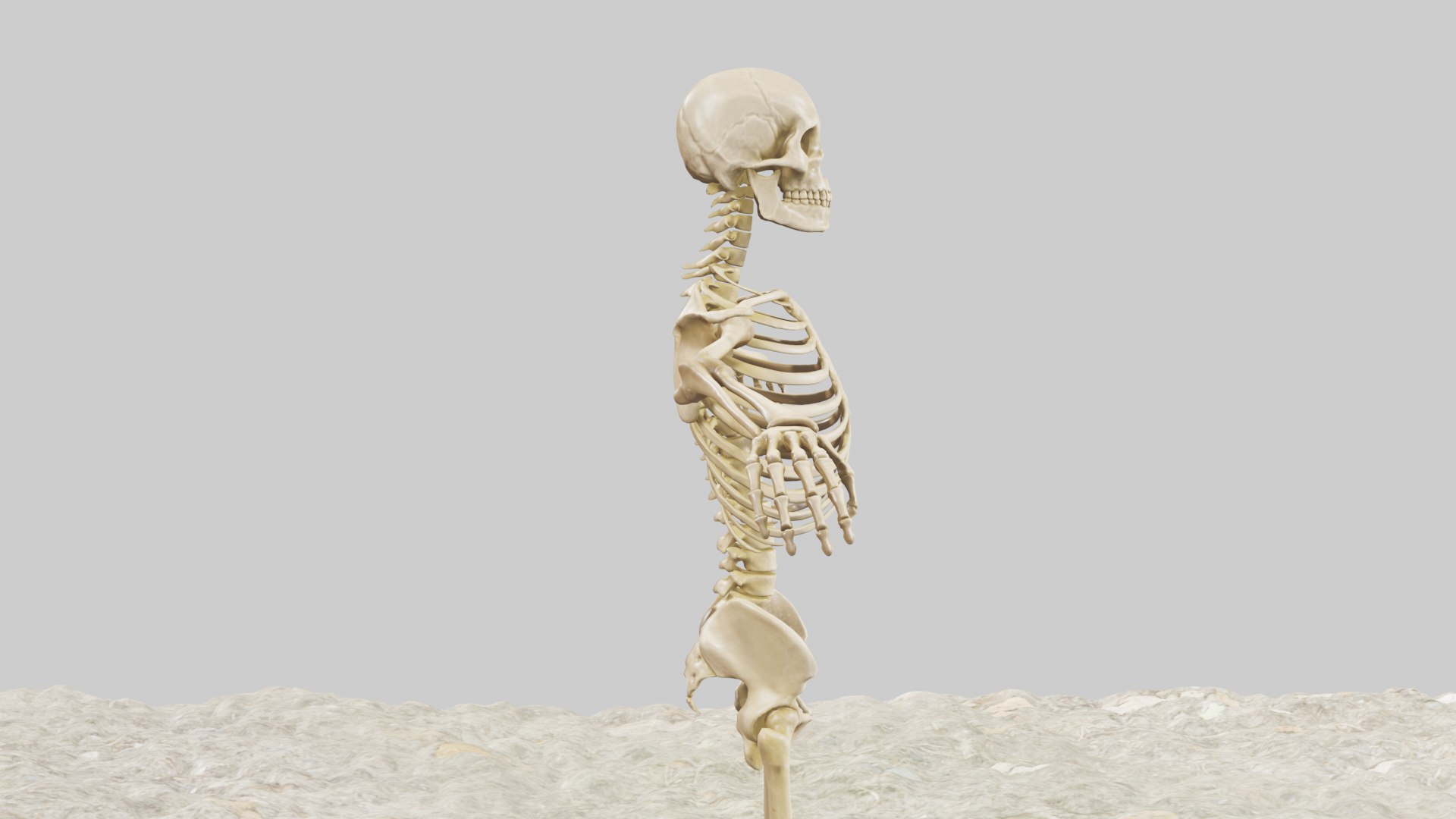 3D model human skeleton game ready model - TurboSquid 1771698