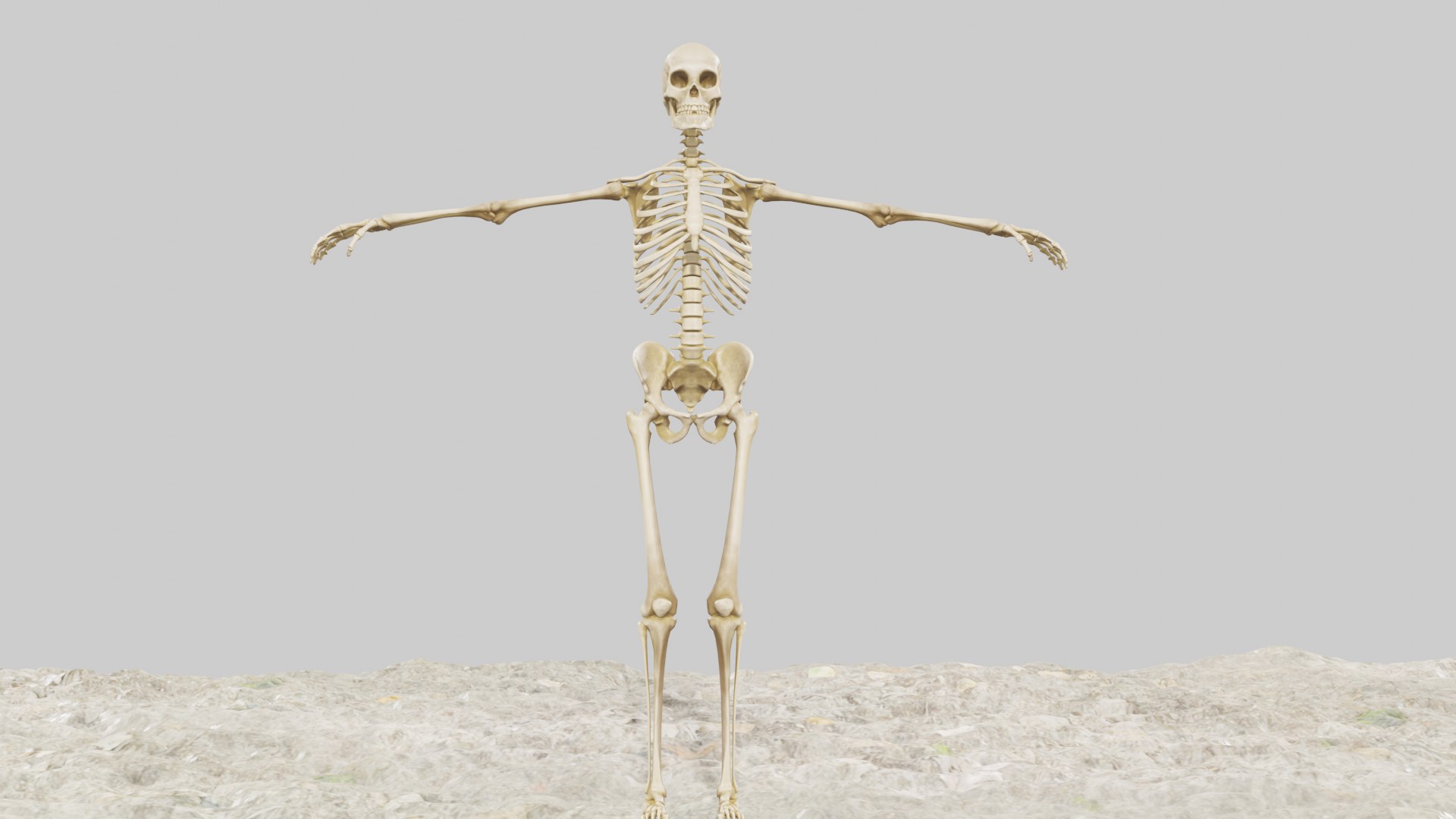 3D model human skeleton game ready model - TurboSquid 1771698