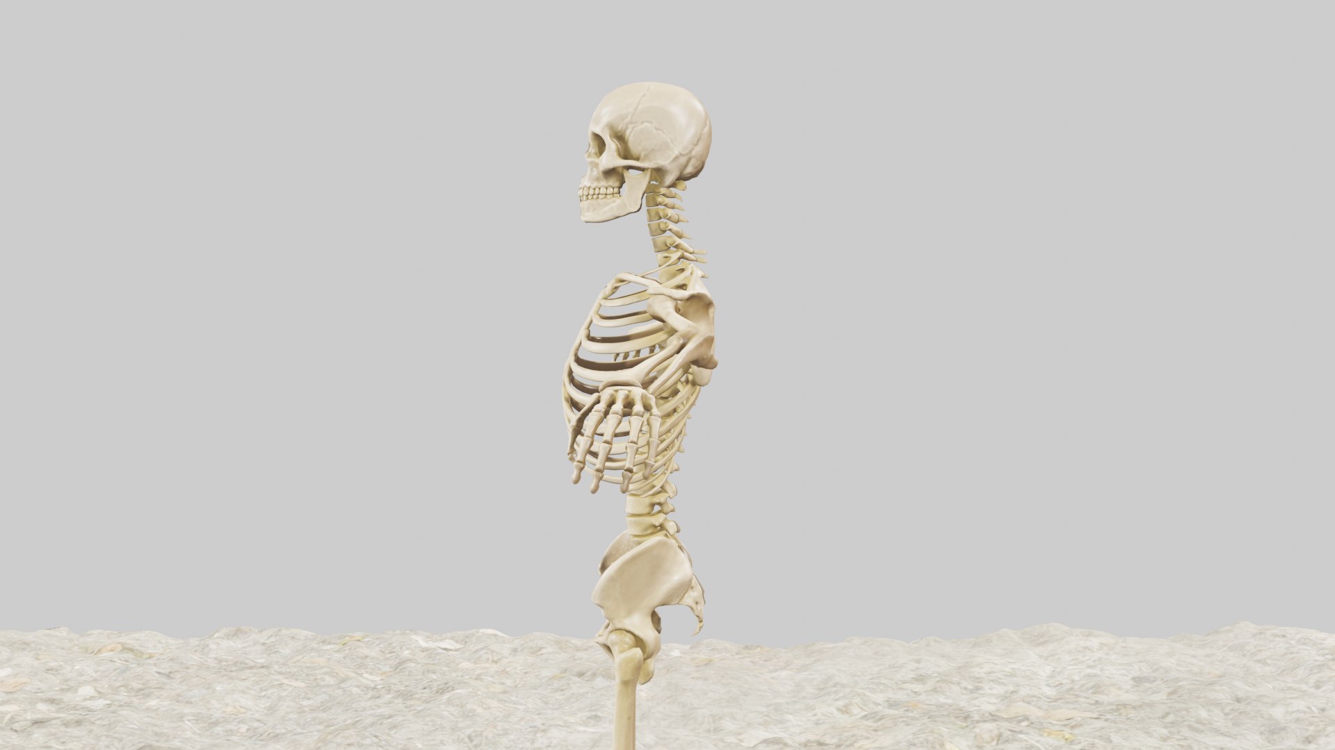 3D model human skeleton game ready model - TurboSquid 1771698