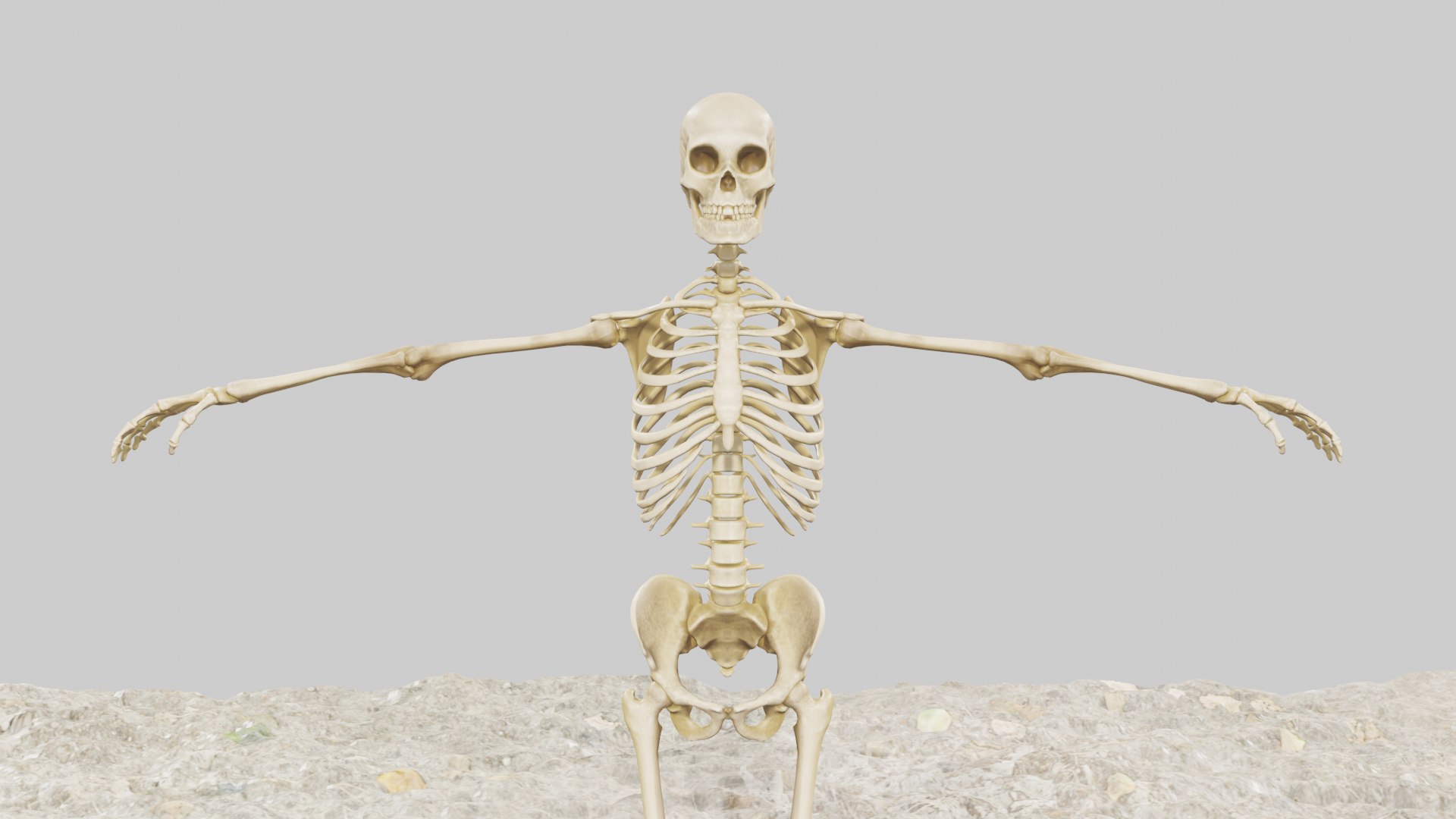 3D model human skeleton game ready model - TurboSquid 1771698