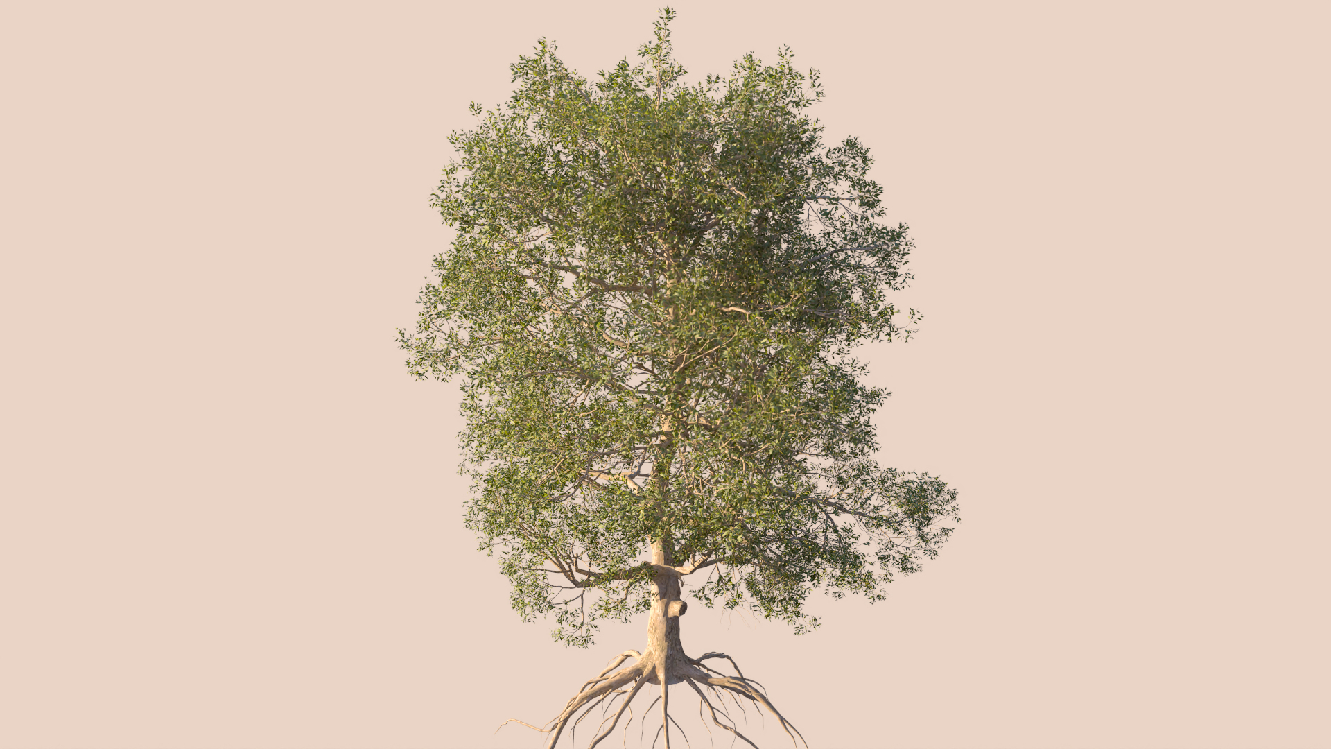 3D Model Animated Pecan Tree - TurboSquid 2252951