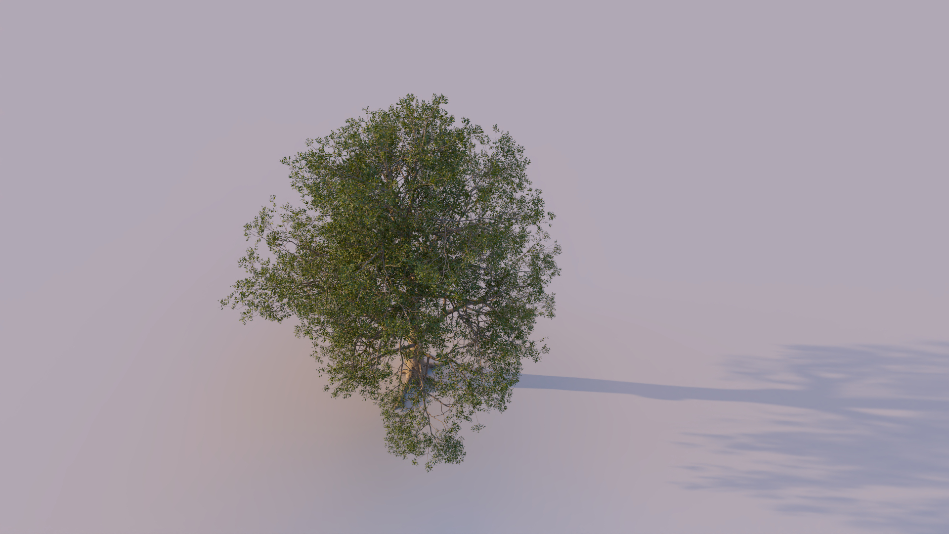 3D Model Animated Pecan Tree - TurboSquid 2252951