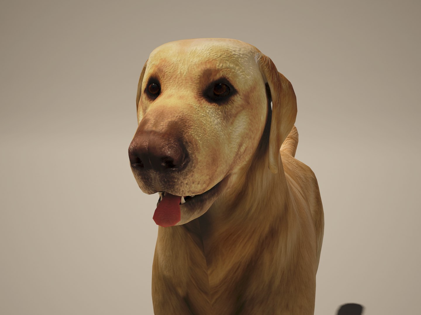 Dog Labrador Max