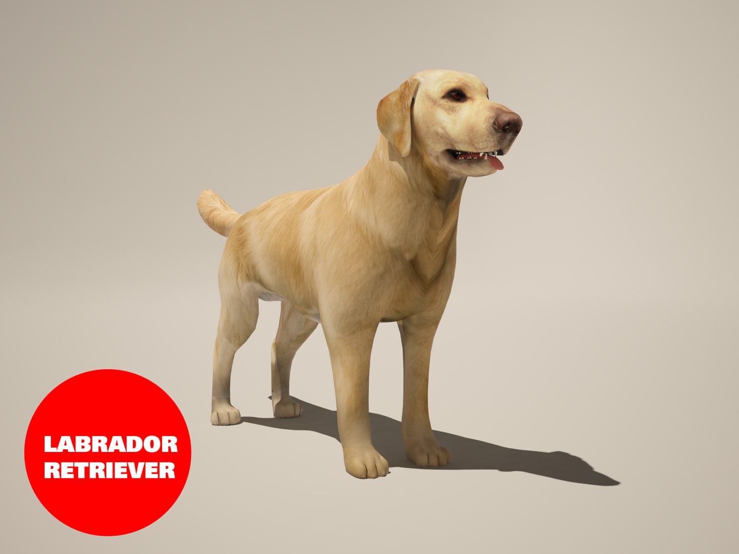 Dog Labrador Max