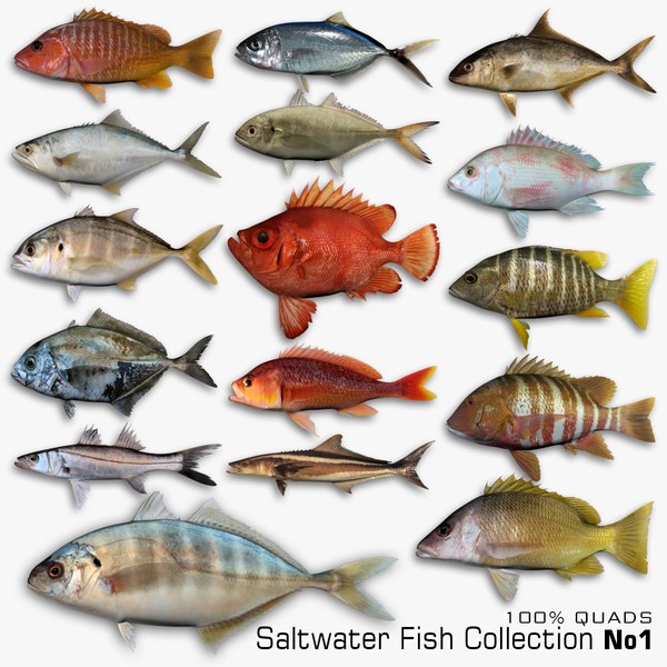 Ocean fish 3D - TurboSquid 1244964