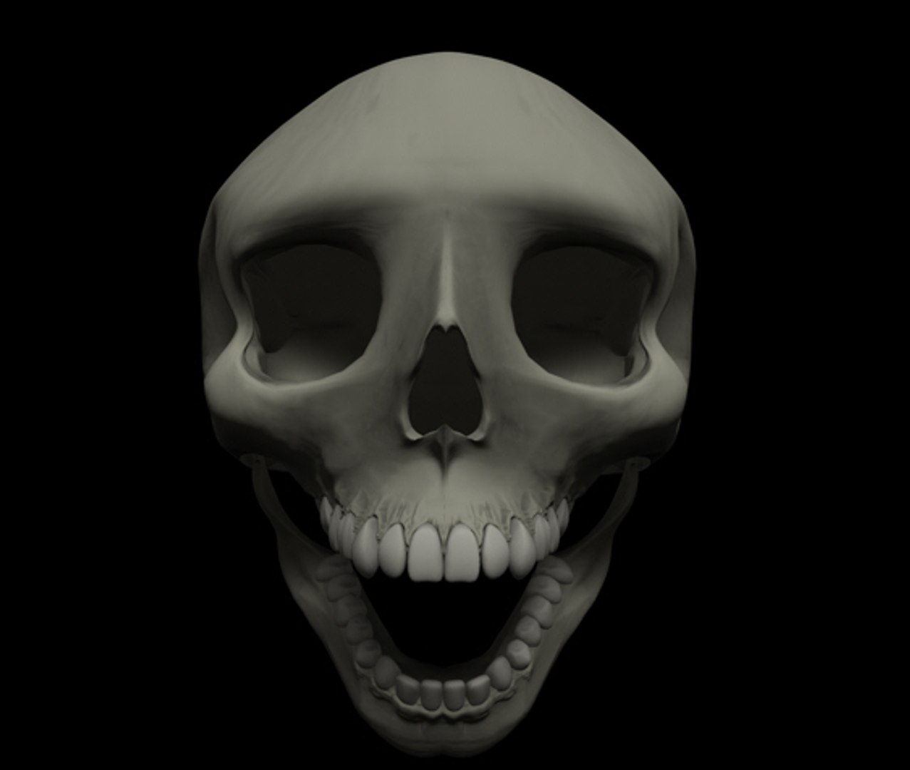 3d skull