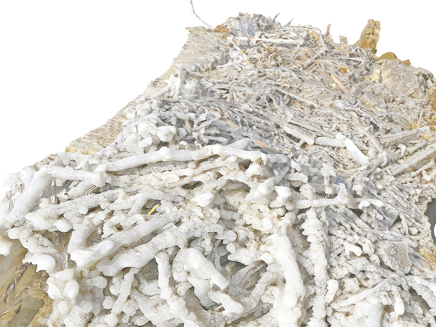 Dead Sea Roots Salt Model - TurboSquid 1378116