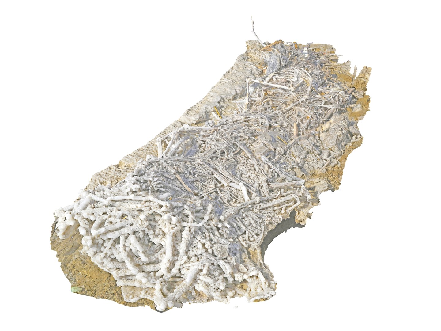 Dead Sea Roots Salt Model - TurboSquid 1378116