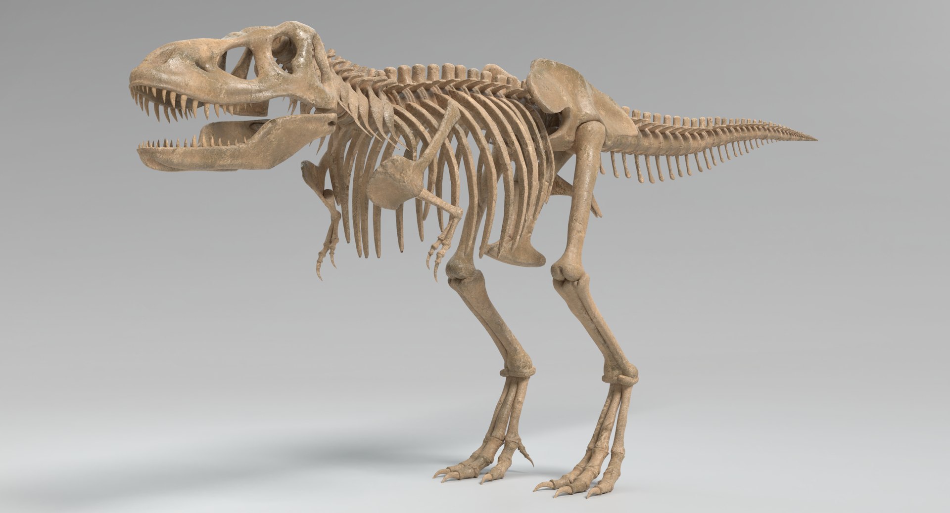 3D Tyrannosaurus Skeleton - TurboSquid 1269368