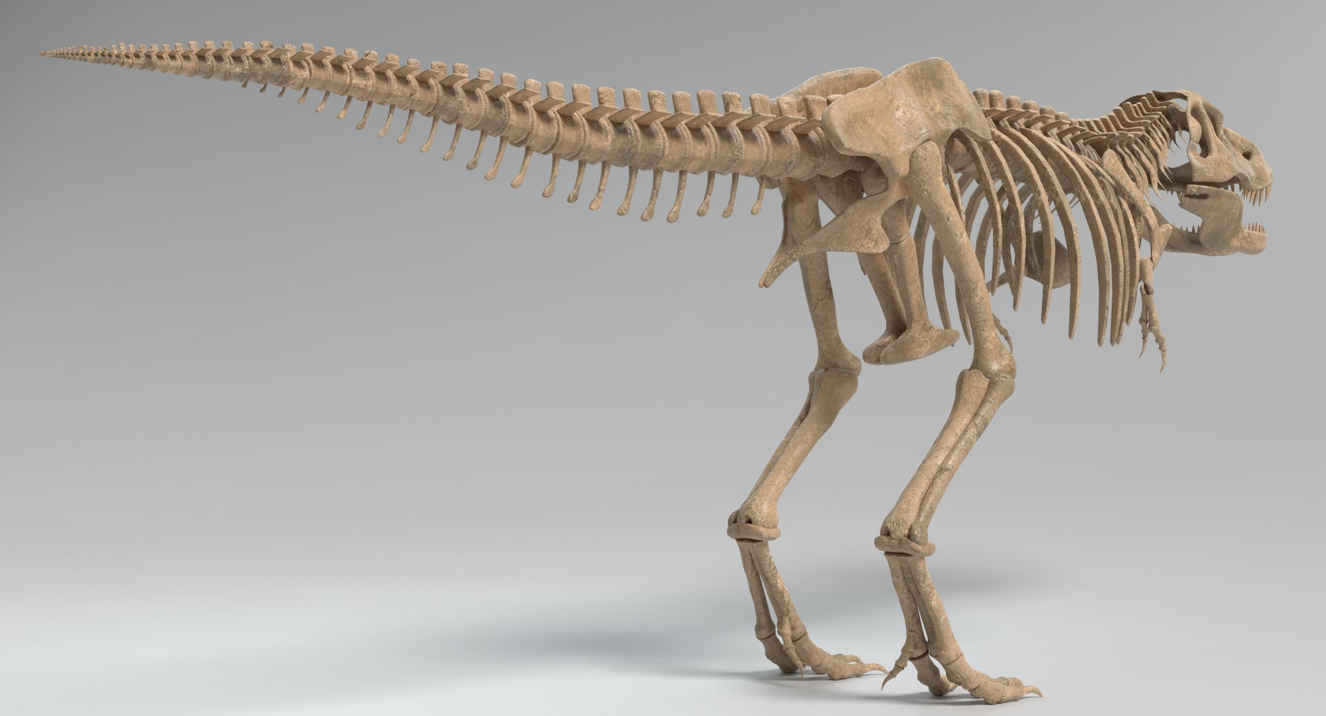 3D Tyrannosaurus Skeleton - TurboSquid 1269368