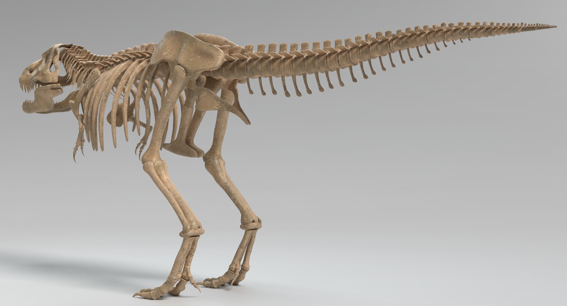 3D Tyrannosaurus Skeleton - TurboSquid 1269368