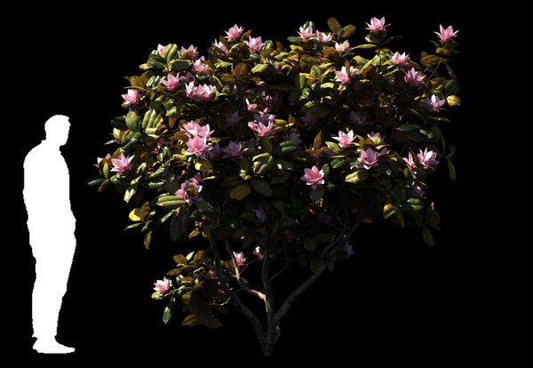 3D Magnolia Models | TurboSquid