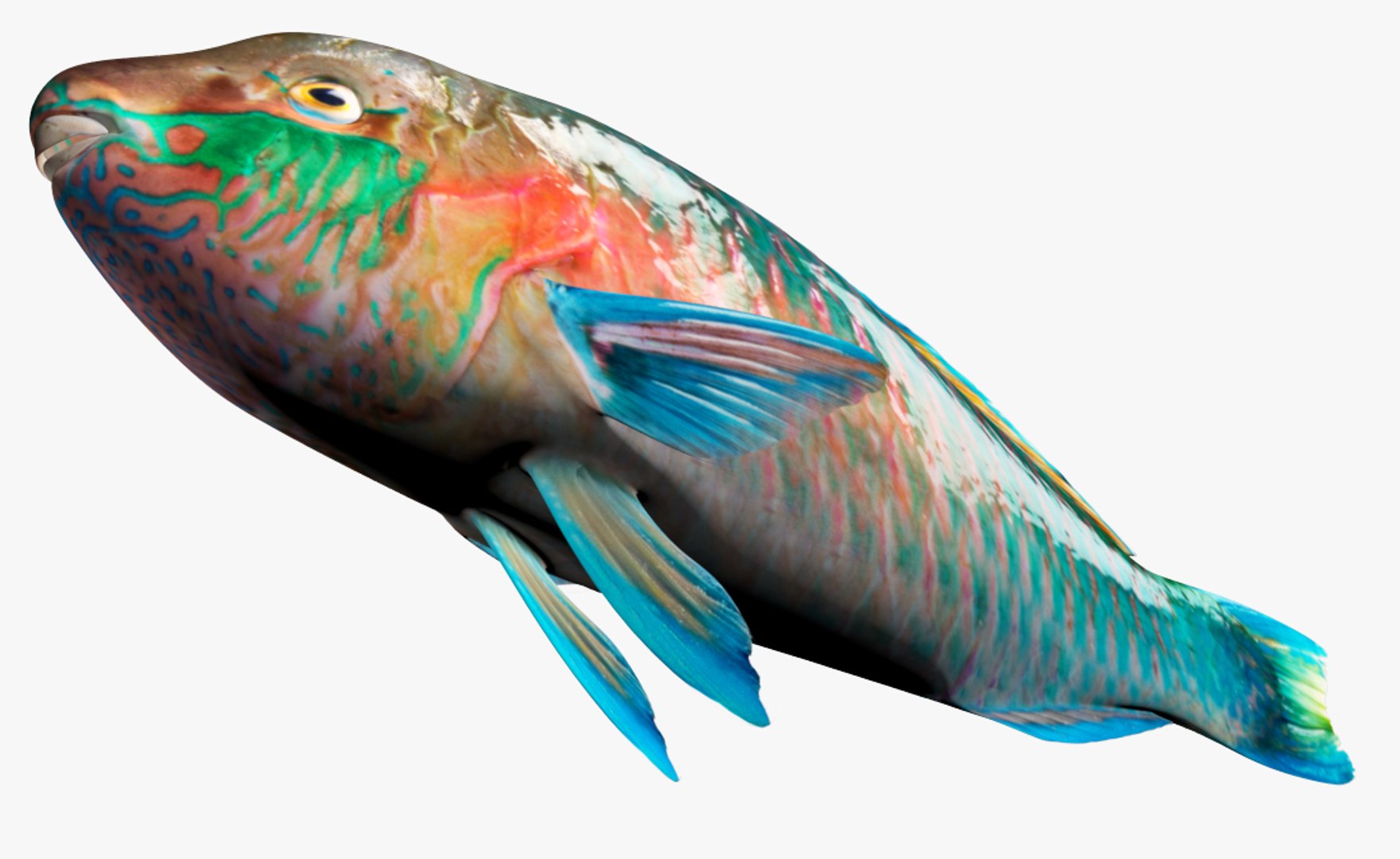 Parrot Fish 3D Model - TurboSquid 1364776