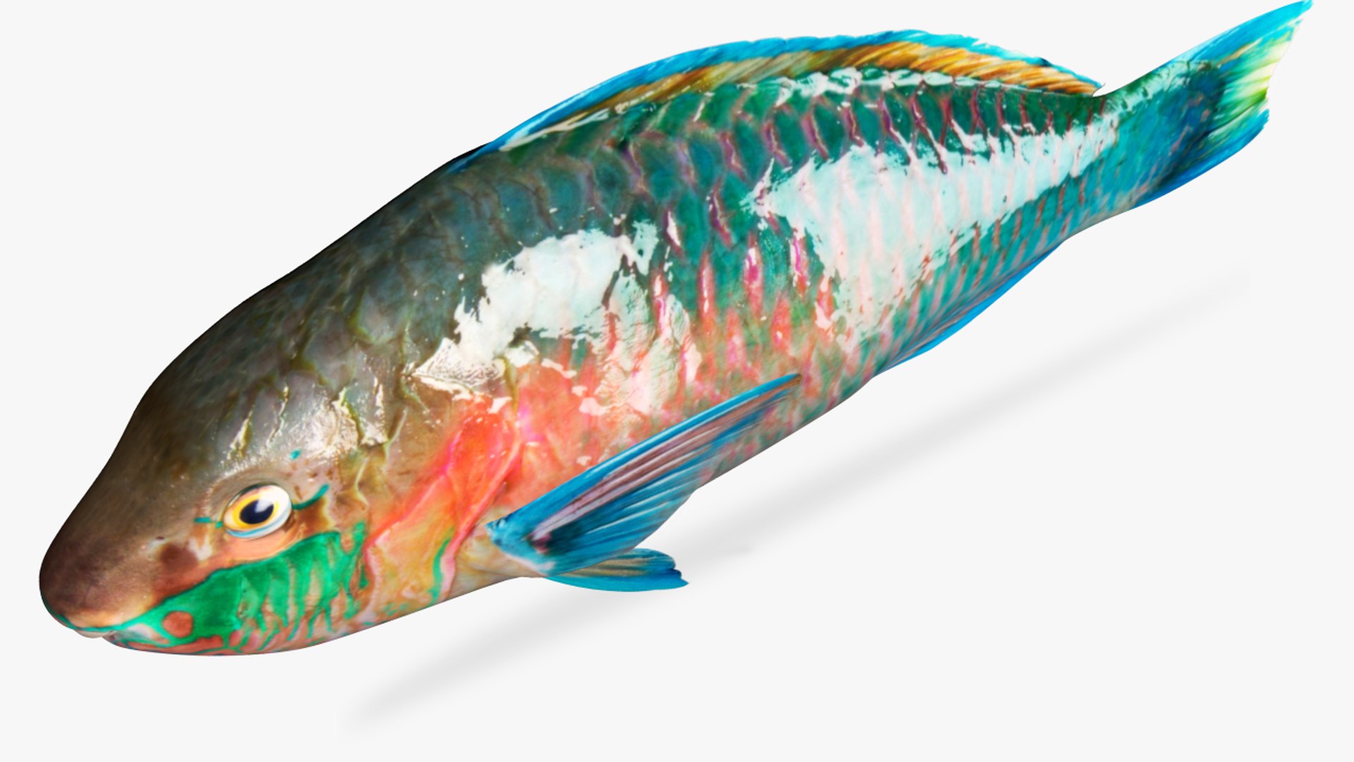 Parrot Fish 3D Model - TurboSquid 1364776