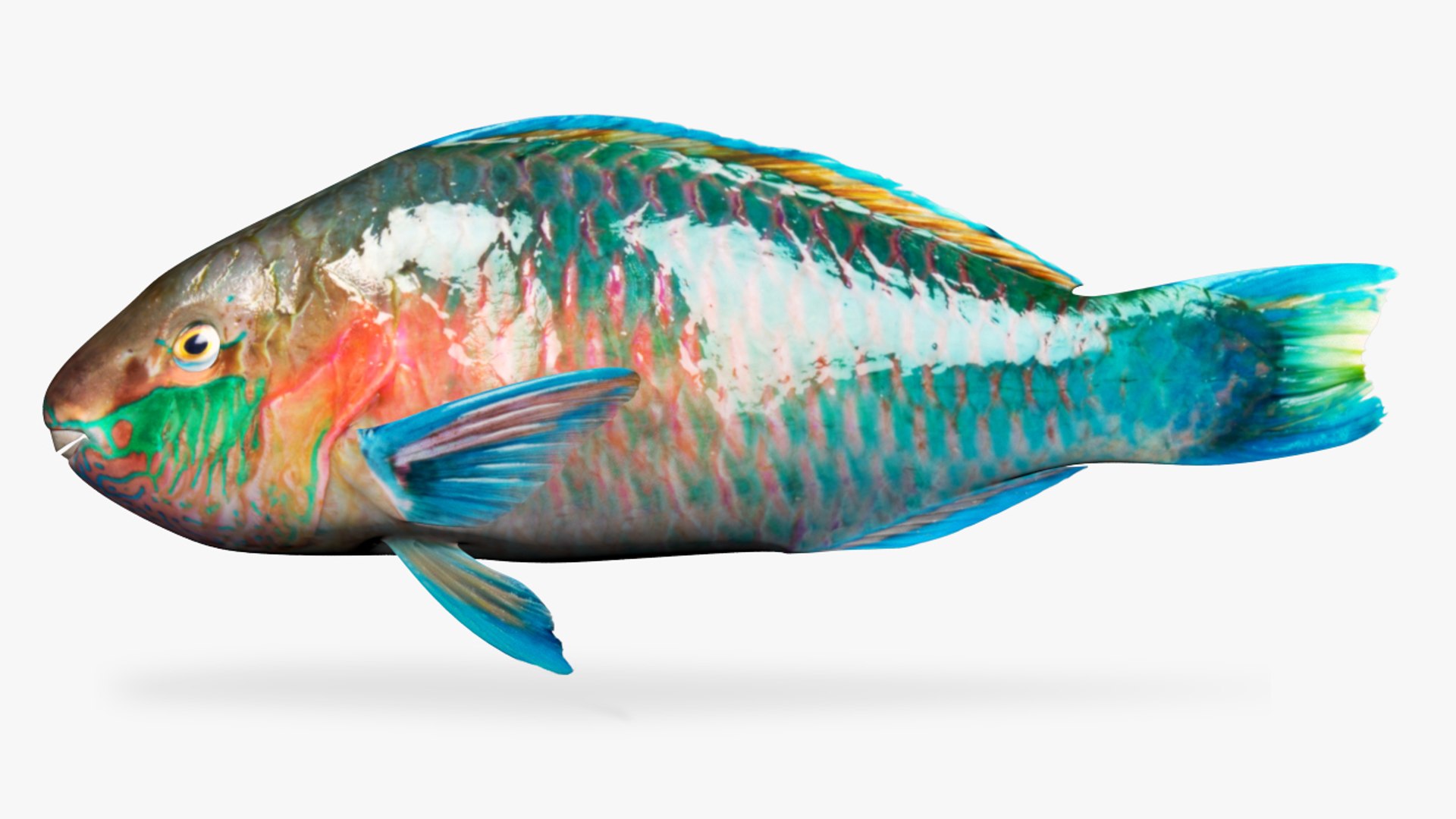 Parrot Fish 3D Model - TurboSquid 1364776