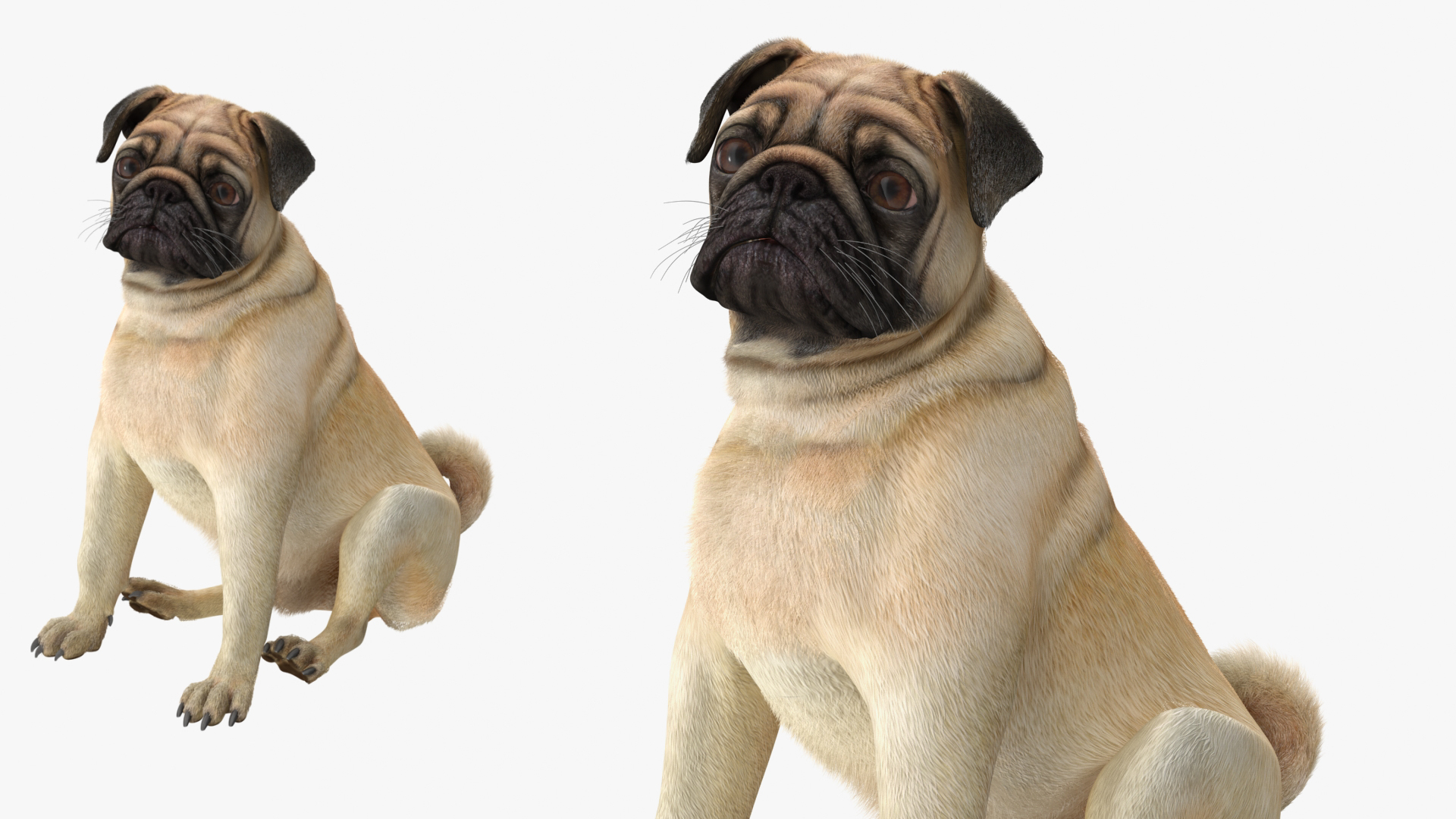 Pug Dog Sitting Pose 3D Model - TurboSquid 1681755