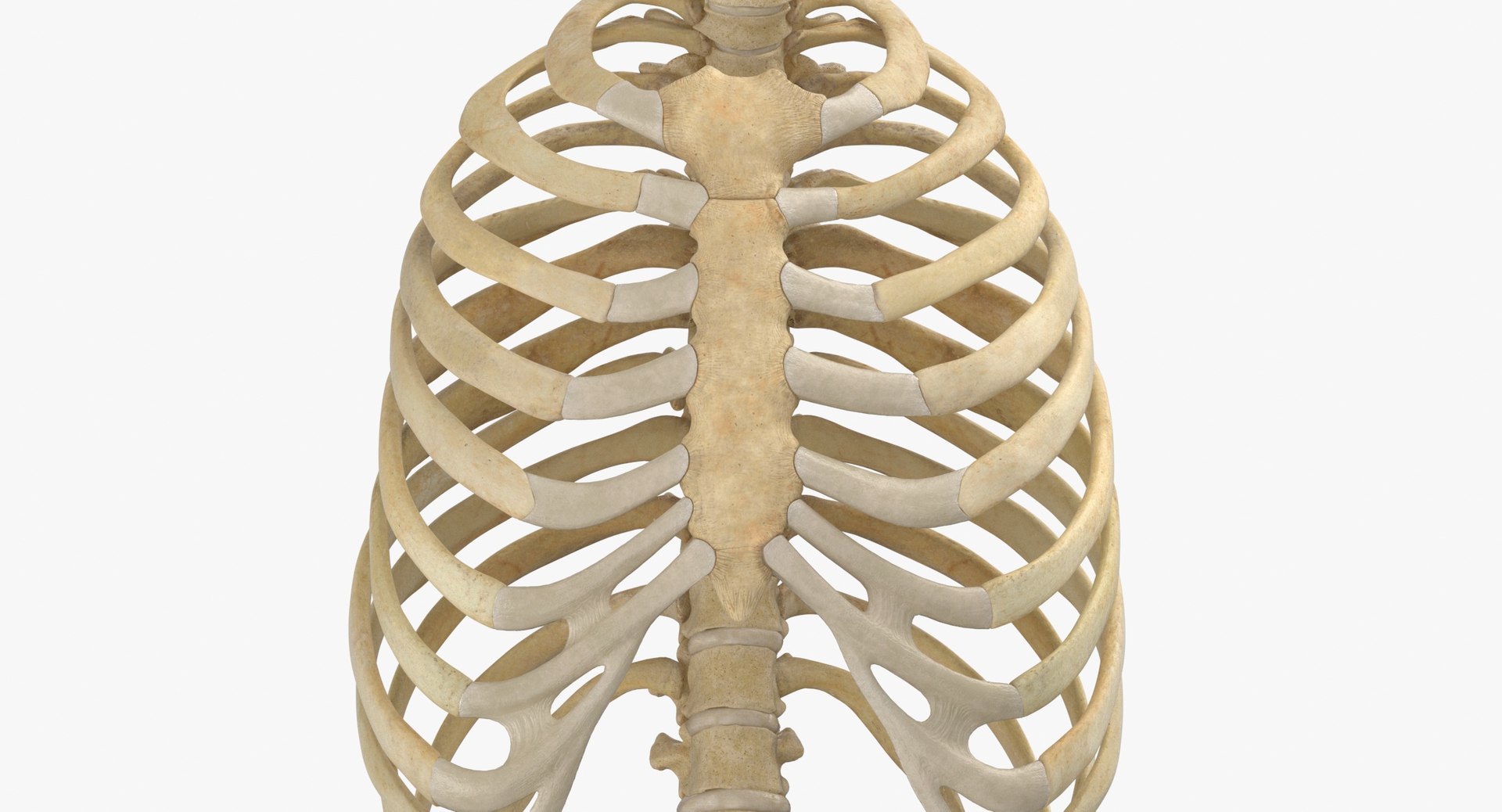 Human Rib Thoracic Cages and Spine Bones Collection 01 - 2 models model - TurboSquid 1949094