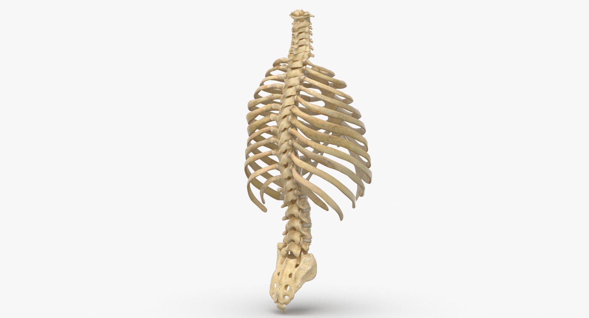 Human Rib Thoracic Cages and Spine Bones Collection 01 - 2 models model - TurboSquid 1949094