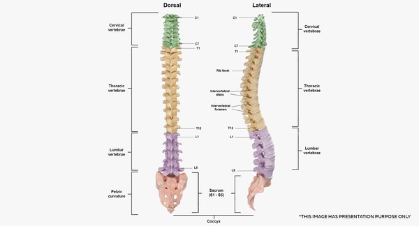 modelo 3d Human Rib Thoracic Cages and Spine Bones Collection 01 - 2 models - TurboSquid 1949094