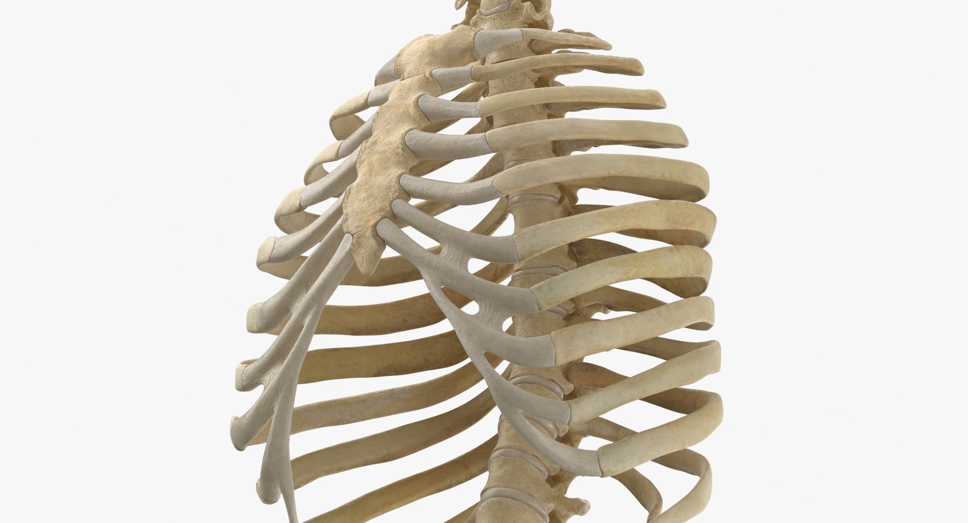 Human Rib Thoracic Cages and Spine Bones Collection 01 - 2 models model - TurboSquid 1949094