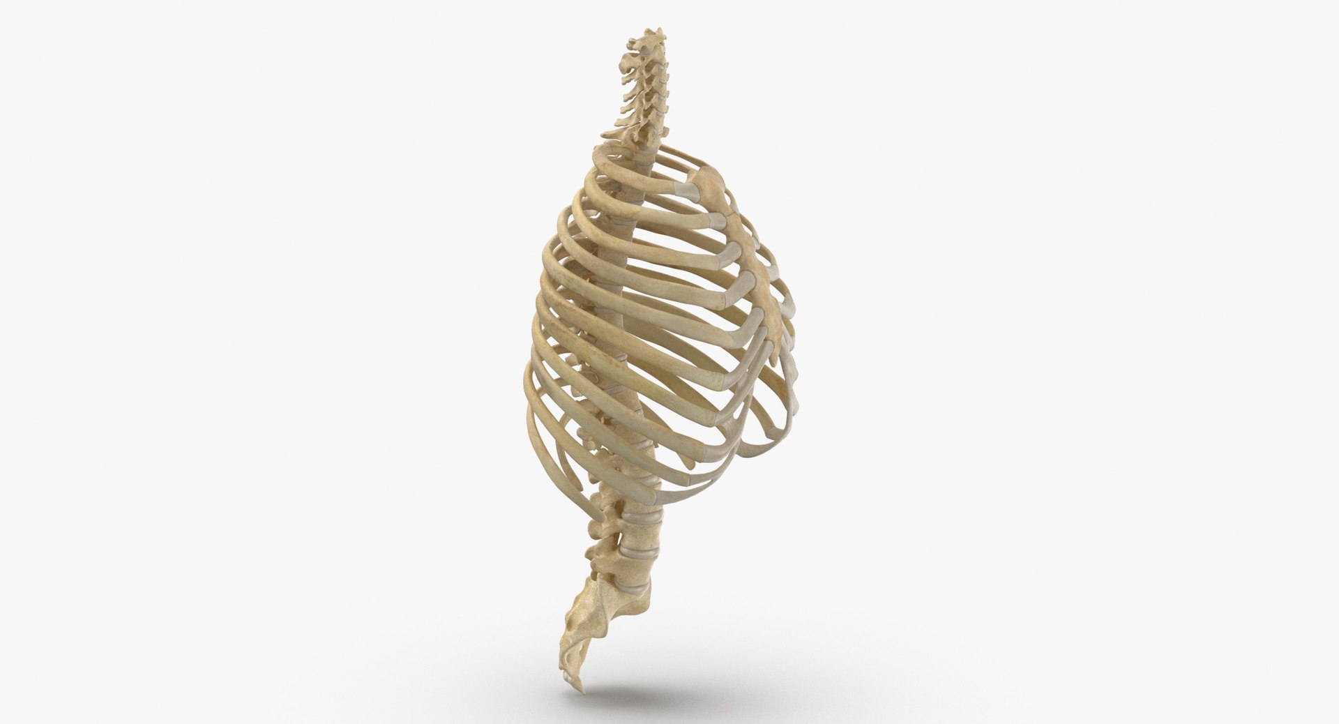 Human Rib Thoracic Cages and Spine Bones Collection 01 - 2 models model - TurboSquid 1949094