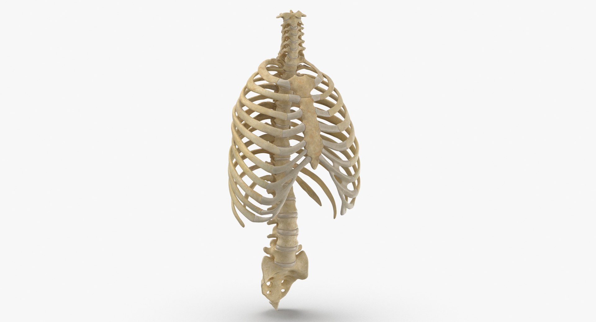 Human Rib Thoracic Cages and Spine Bones Collection 01 - 2 models model ...