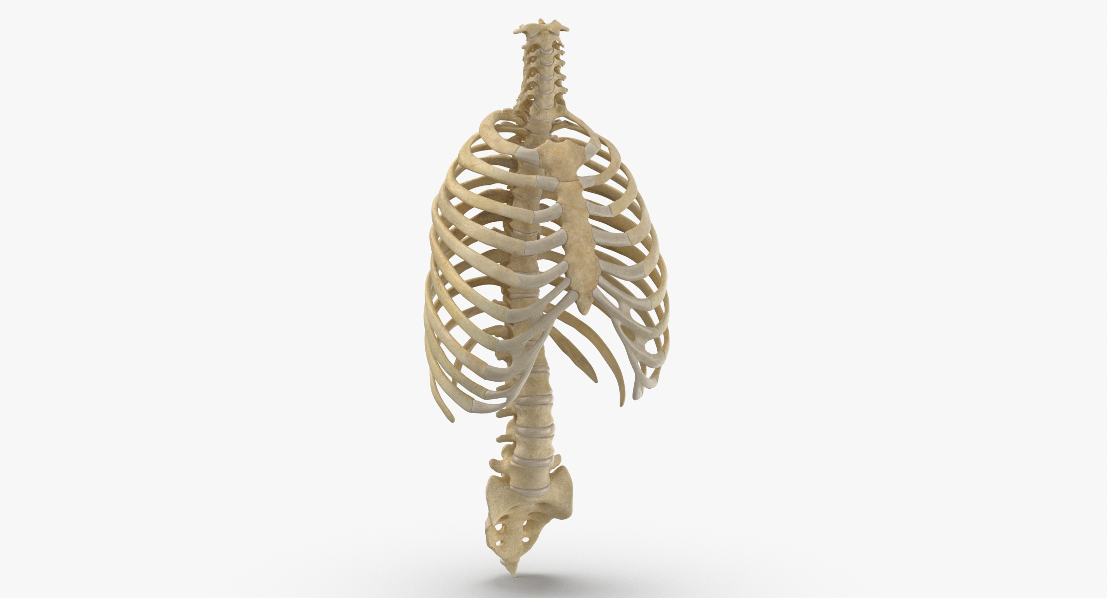 modelo 3d Human Rib Thoracic Cages and Spine Bones Collection 01 - 2 models - TurboSquid 1949094