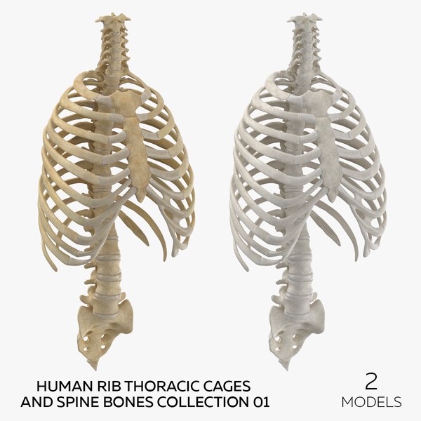 Rib Cage 3D Models for Download | TurboSquid