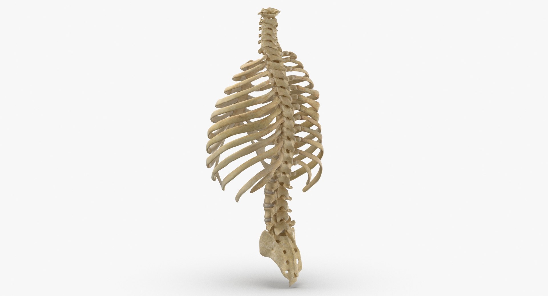 Human Rib Thoracic Cages and Spine Bones Collection 01 - 2 models model - TurboSquid 1949094