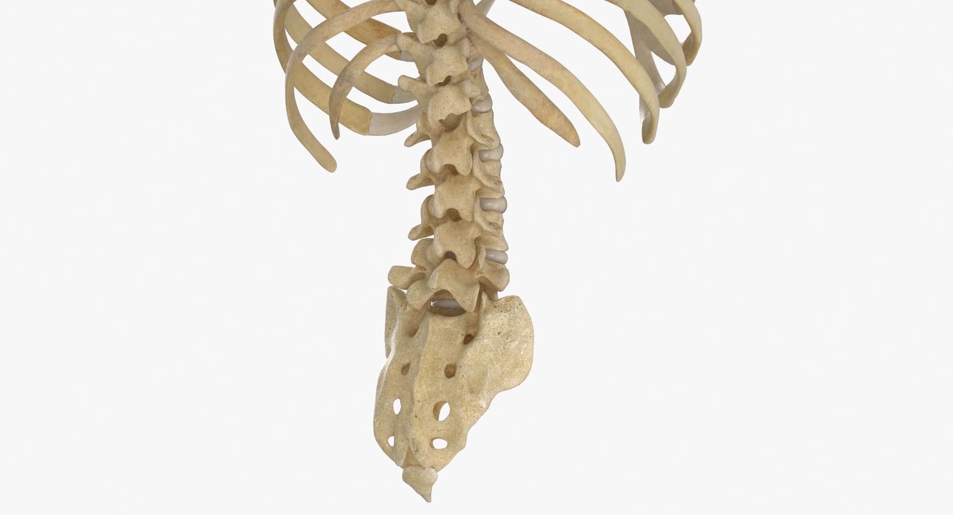 Human Rib Thoracic Cages and Spine Bones Collection 01 - 2 models model - TurboSquid 1949094