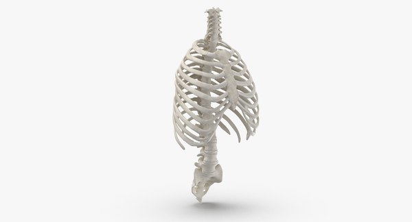 modelo 3d Human Rib Thoracic Cages and Spine Bones Collection 01 - 2 models - TurboSquid 1949094
